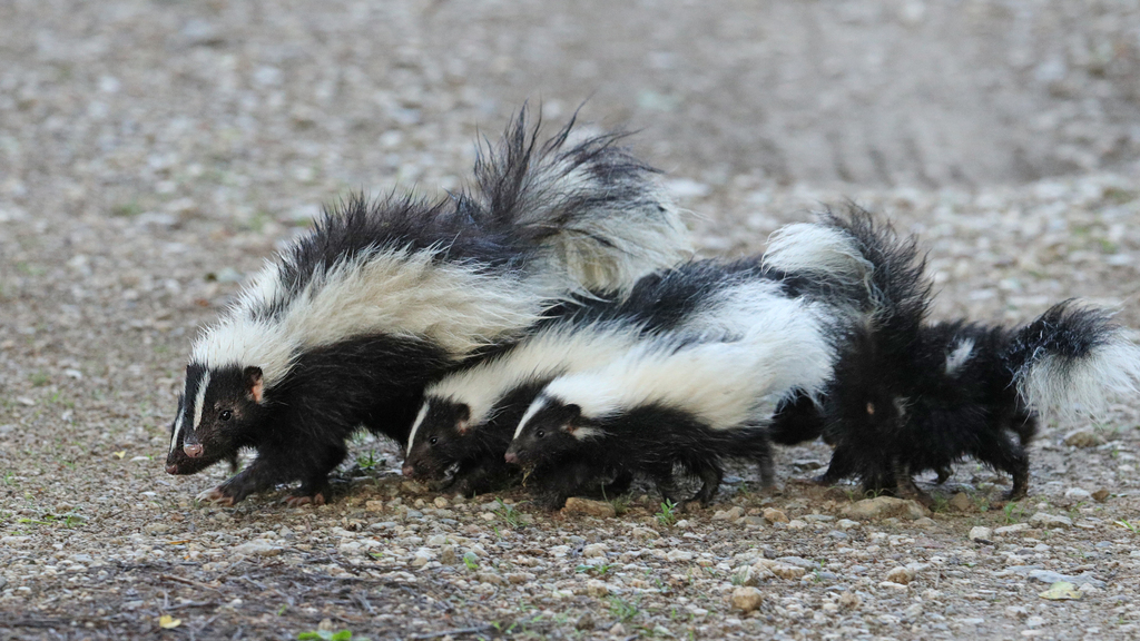 Striped and Hooded Skunks (Mephitis) - Know Your Mammals