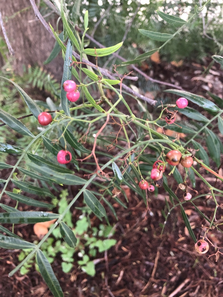 Peruvian Pepper Tree (Schinus molle) - Botanical Realm