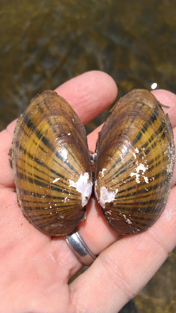Shiny-rayed Pocketbook (Bivalves of the United States Pt.2) · iNaturalist