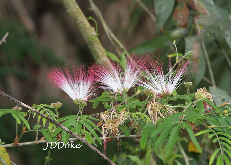 Calliandra parvifolia (Hook. & Arn.) Speg.