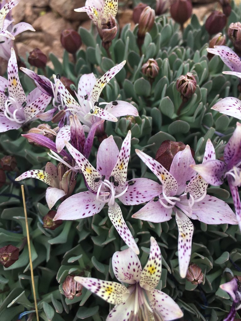 Peruvian lilies (Alstroemeria) - Botanical Realm