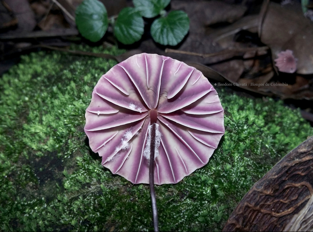pinwheels and parachute mushrooms (Fungi of Taman Tugu) · iNaturalist