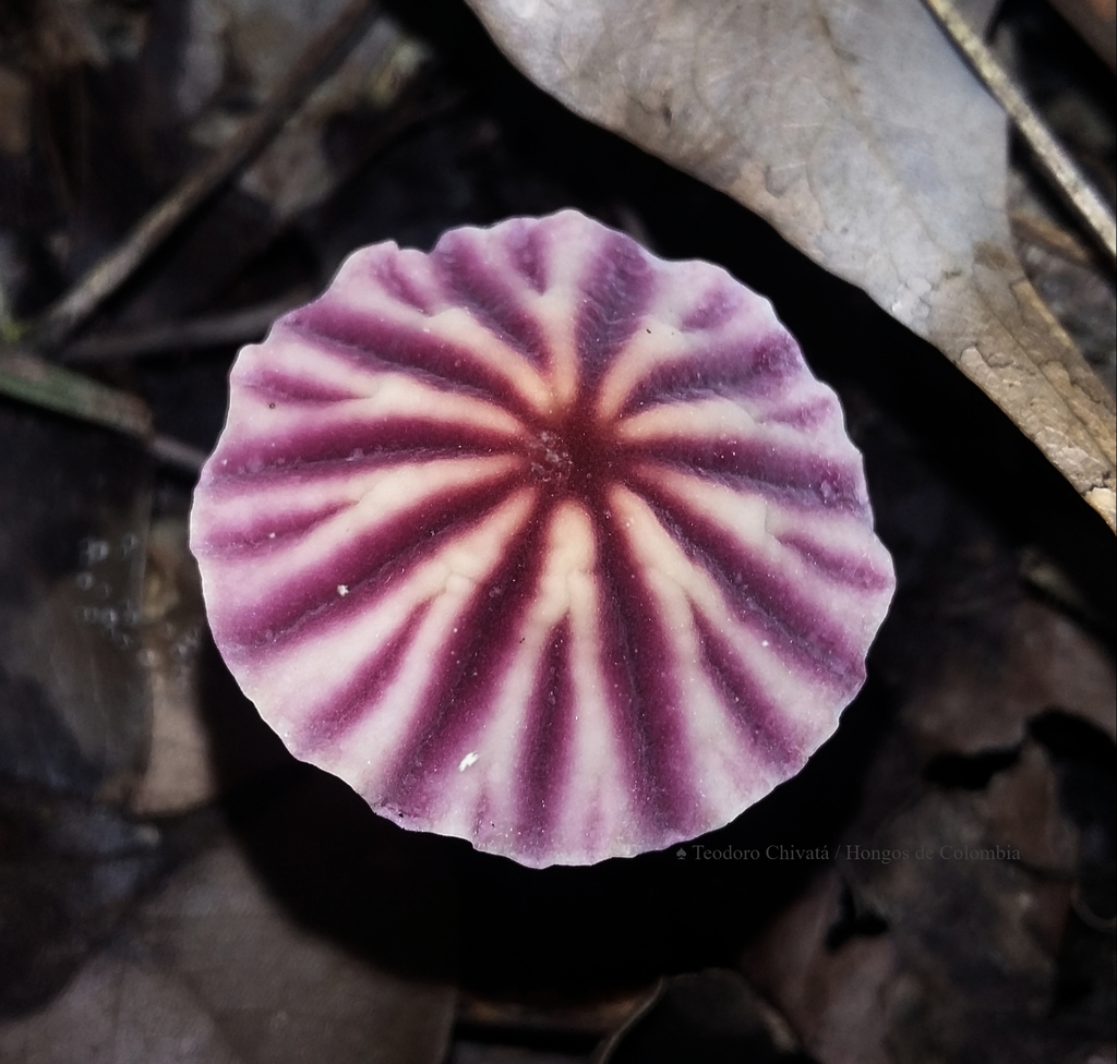 pinwheels and parachute mushrooms (SACF (Setia Alam Community Forest ...