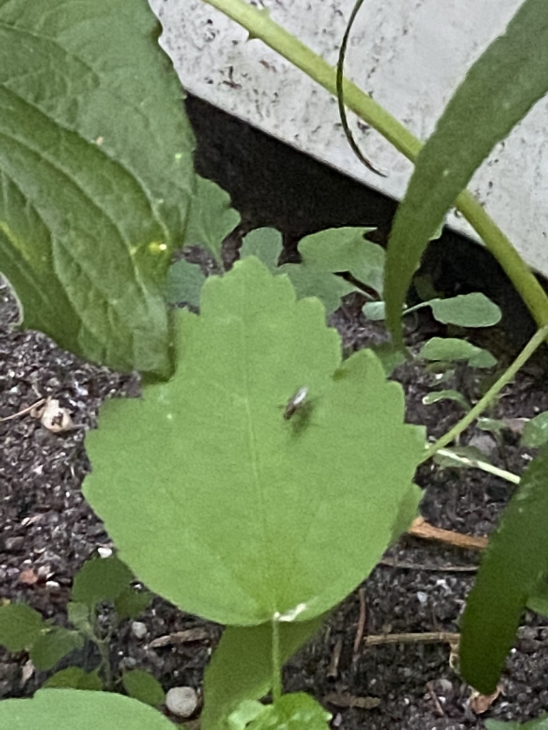 Long-legged Flies from Long Island, Massapequa, NY, US on June 22, 2020 ...
