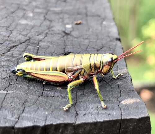 Genus Agesander · iNaturalist