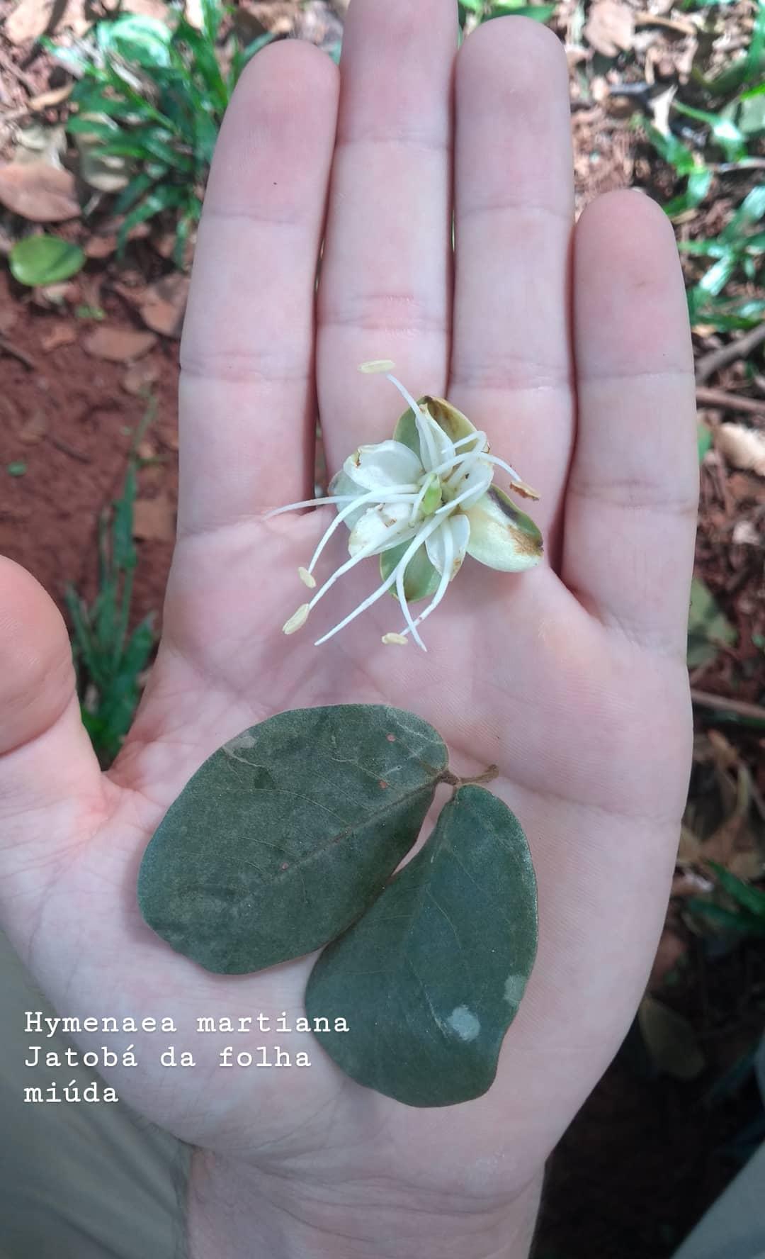 Hymenaea martiana (Hayne) Hayne