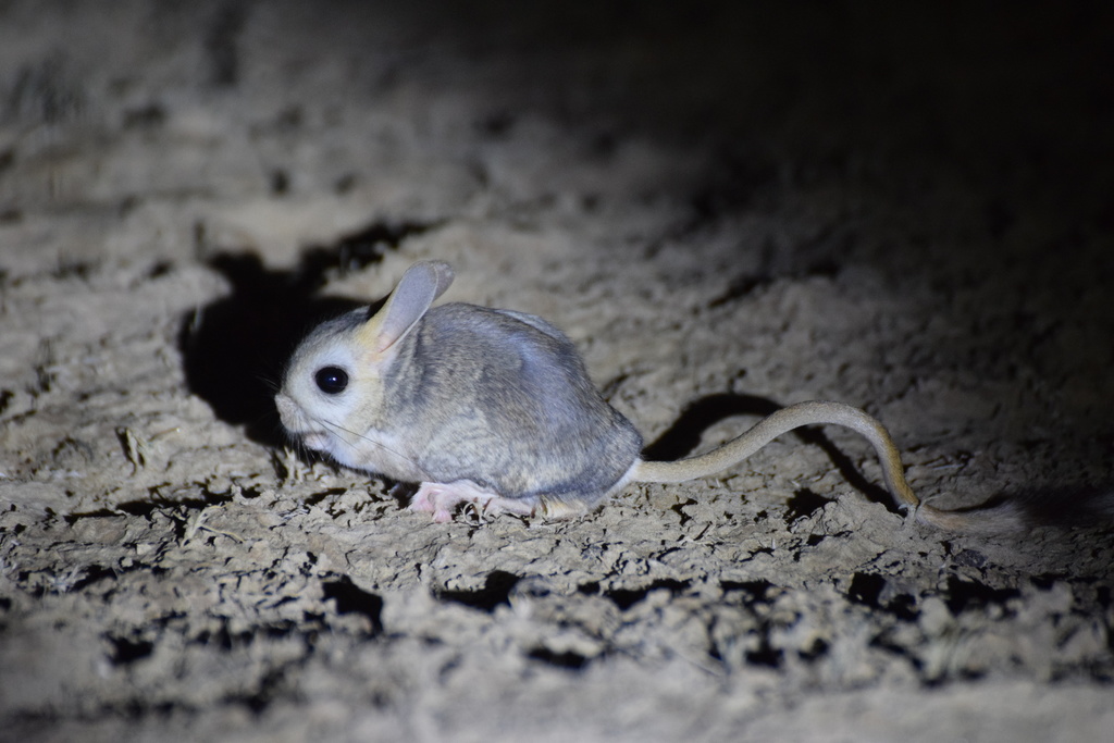 Dwarf Fat-tailed Jerboa from 中國新疆維吾爾自治區昌吉回族自治州瑪納斯縣 on June 20, 2020 at ...