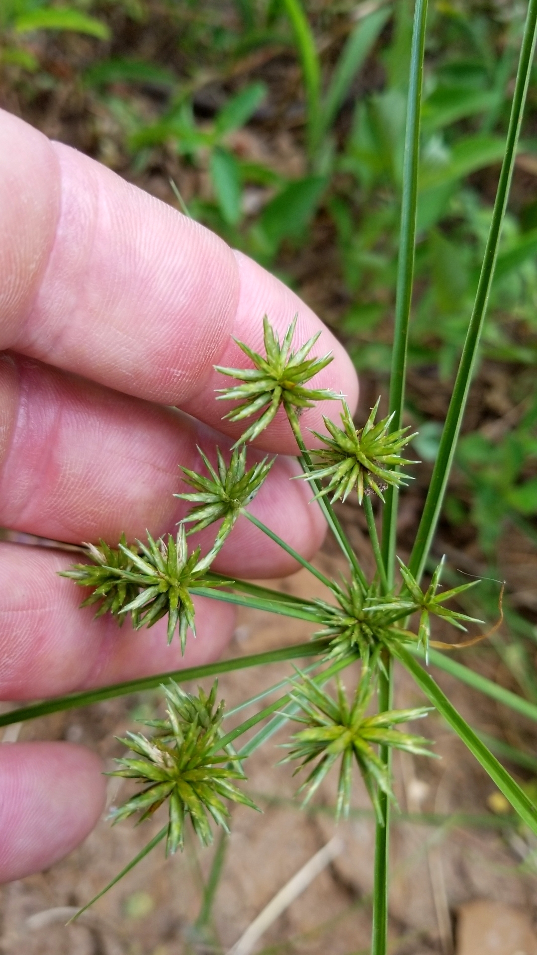 Cyperus retroflexus Buckley