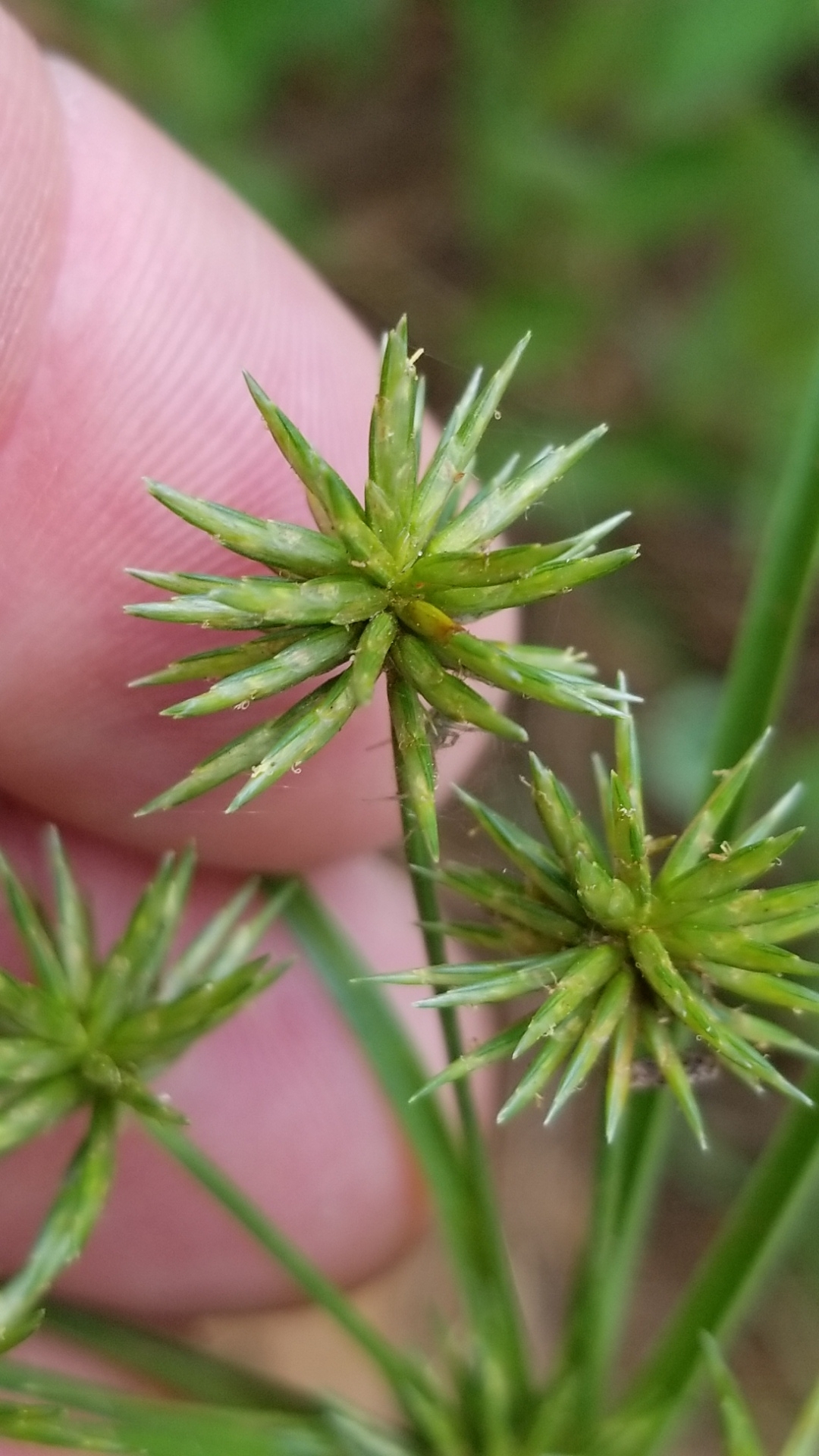 Cyperus retroflexus Buckley