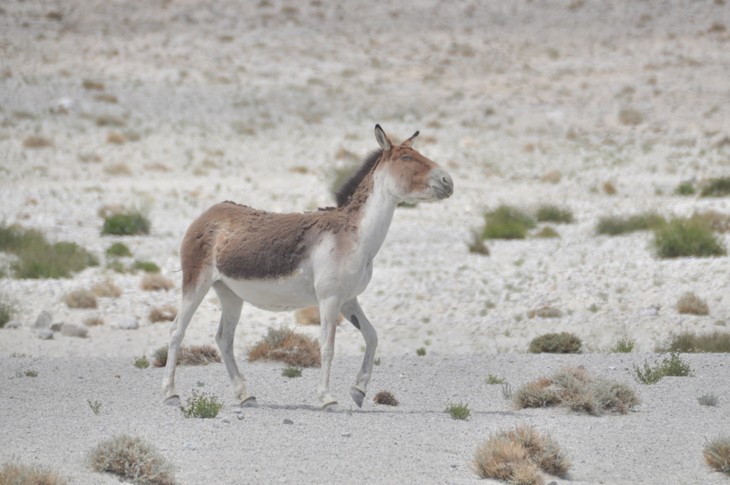 Kiang (Equus kiang) - Know Your Mammals