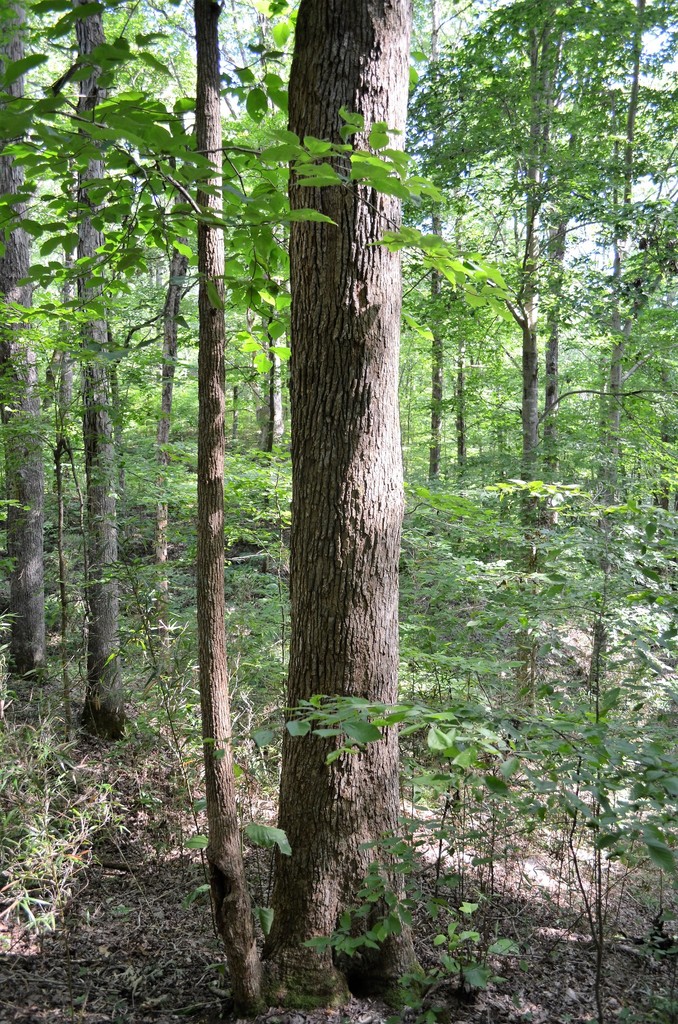 Cucumber-tree from Wittsburg Natural Area, Cross County, AR, USA on ...