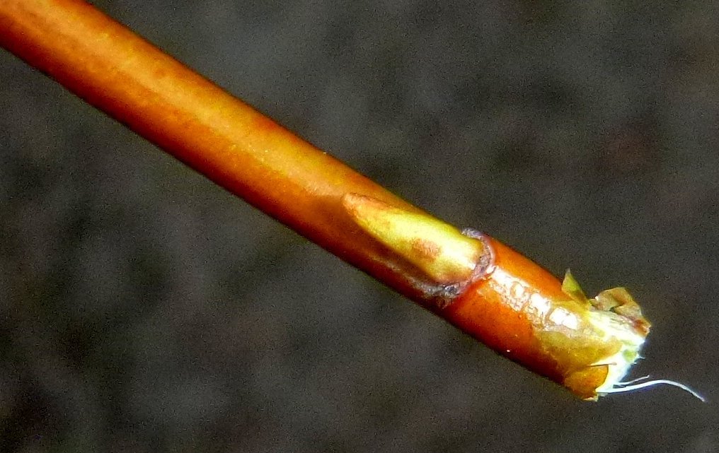 tea-leafed willow (Plants of Stagecoach State Park) · iNaturalist