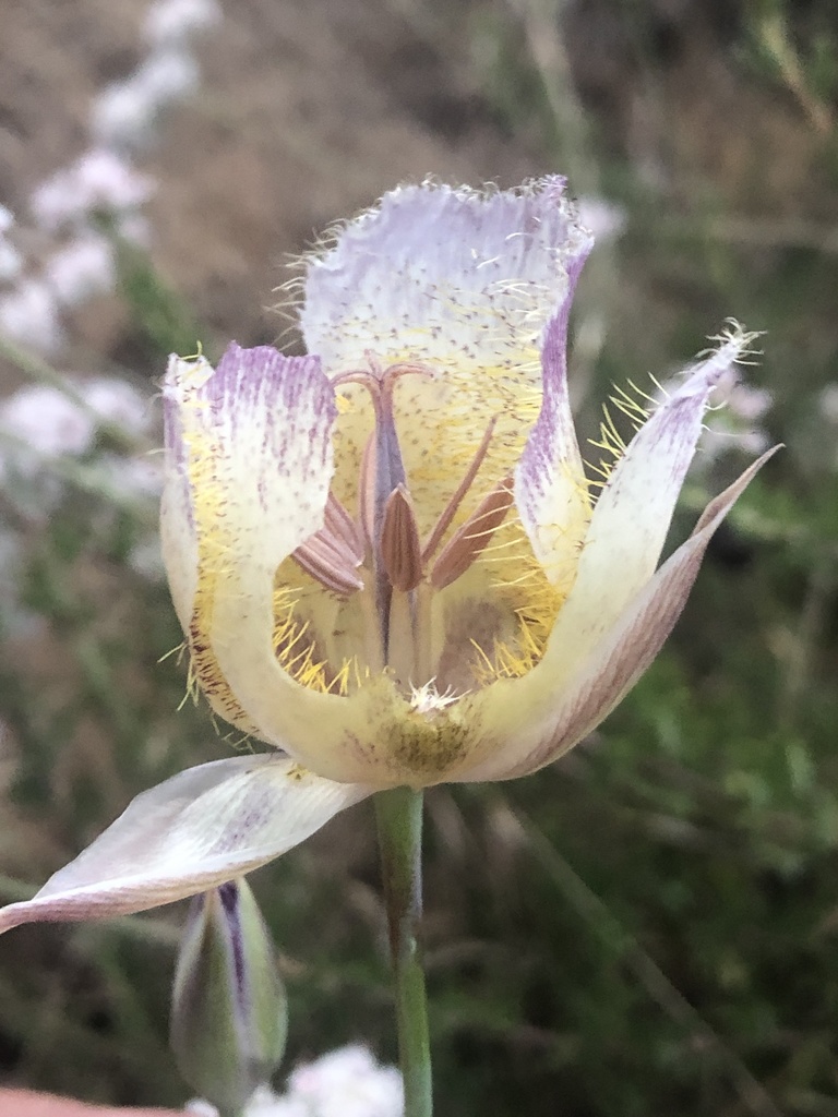 intermediate mariposa lily in June 2020 by Aaron Echols · iNaturalist