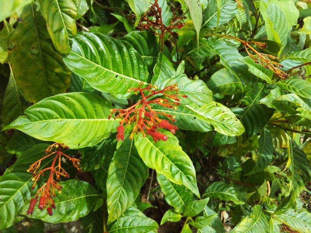 Cachimbo from Paraiso, DO-BH, DO on June 22, 2020 at 03:17 PM by Martin ...