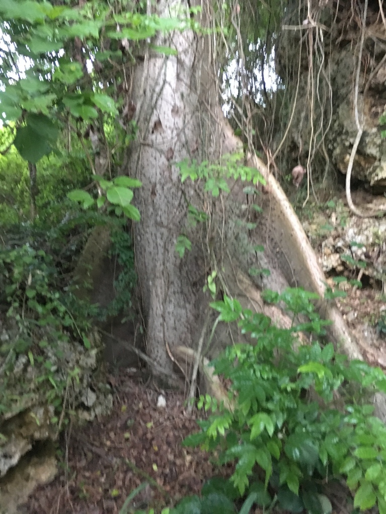 Kapok Tree from 00603, Aguadilla, PR, US on May 26, 2017 at 06:18 PM by Sofia Olivero Lora ...