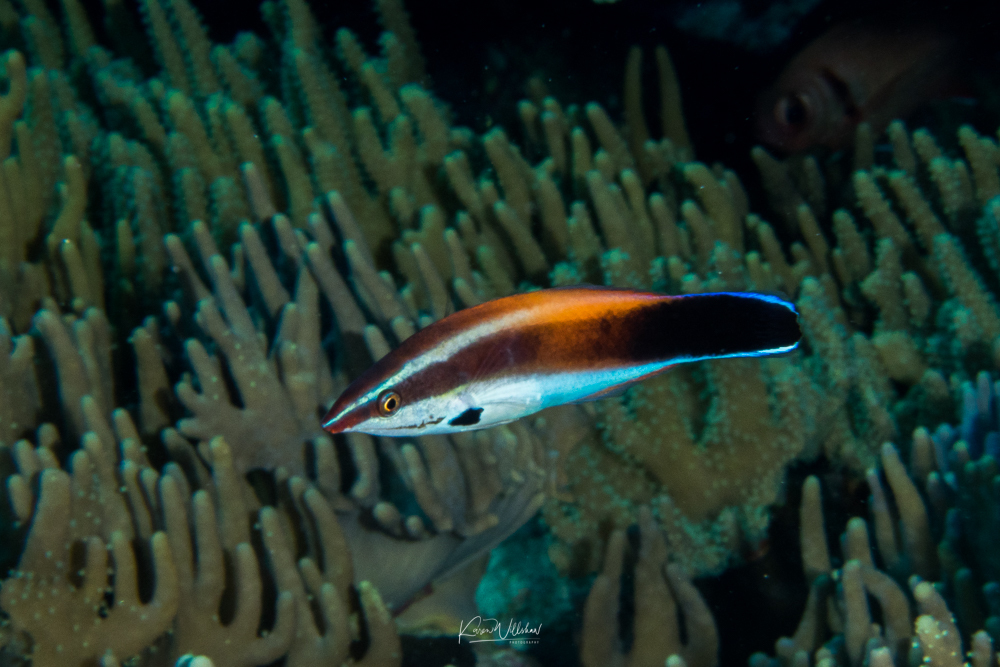 Labroides Pectoralis