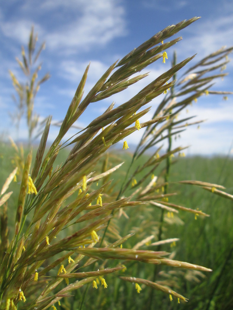 Smooth Brome (Plants of Yampa River and Elkhead Reservoir State Parks ...