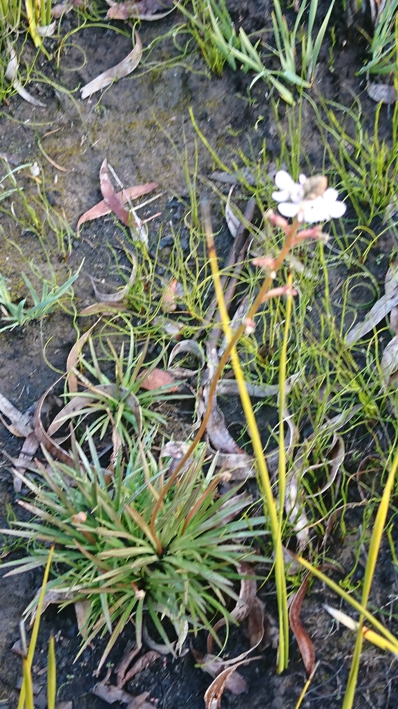 Alpine Triggerplant from State Mine Gully NSW 2790, Australia on June ...