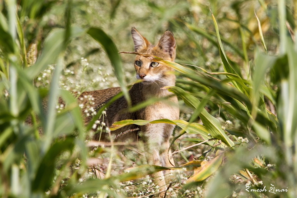 Indian Jungle Cat (Felis chaus affinis) - Know Your Mammals