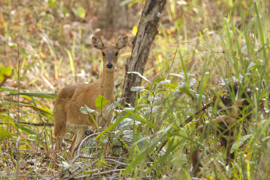 Four-horned Antelope (Tetracerus quadricornis) - Know Your Mammals