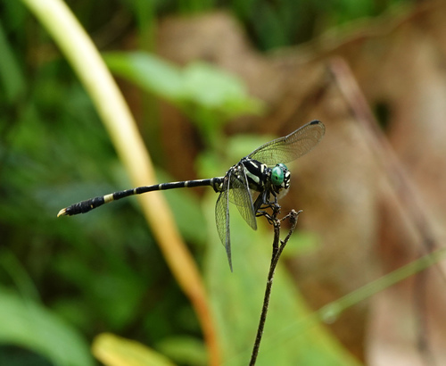 Orientogomphus indicus · iNaturalist