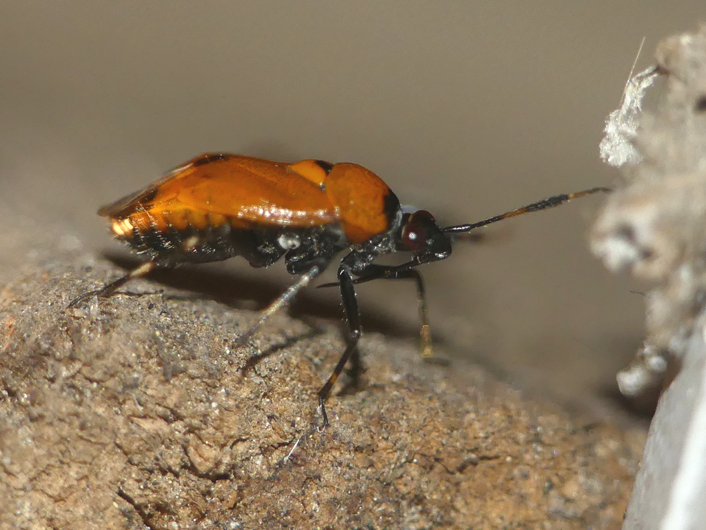 Deraeocoris punctum from 34190 Ferrières-les-Verreries, France on June ...