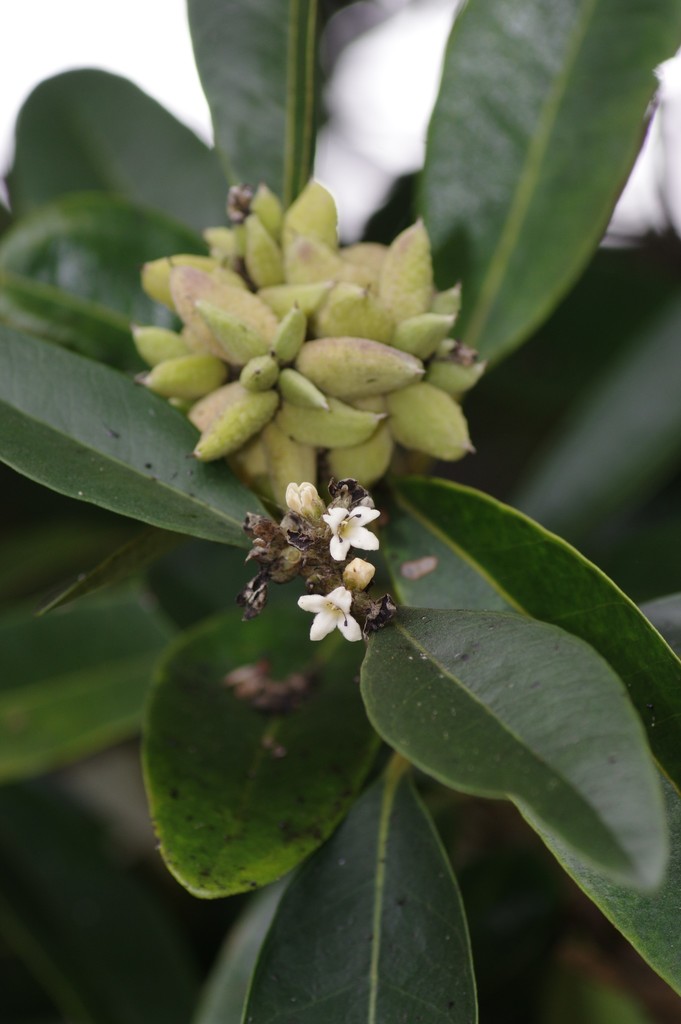 Mangle prieto desde Charles Darwin Scientific Station, mainly along the ...