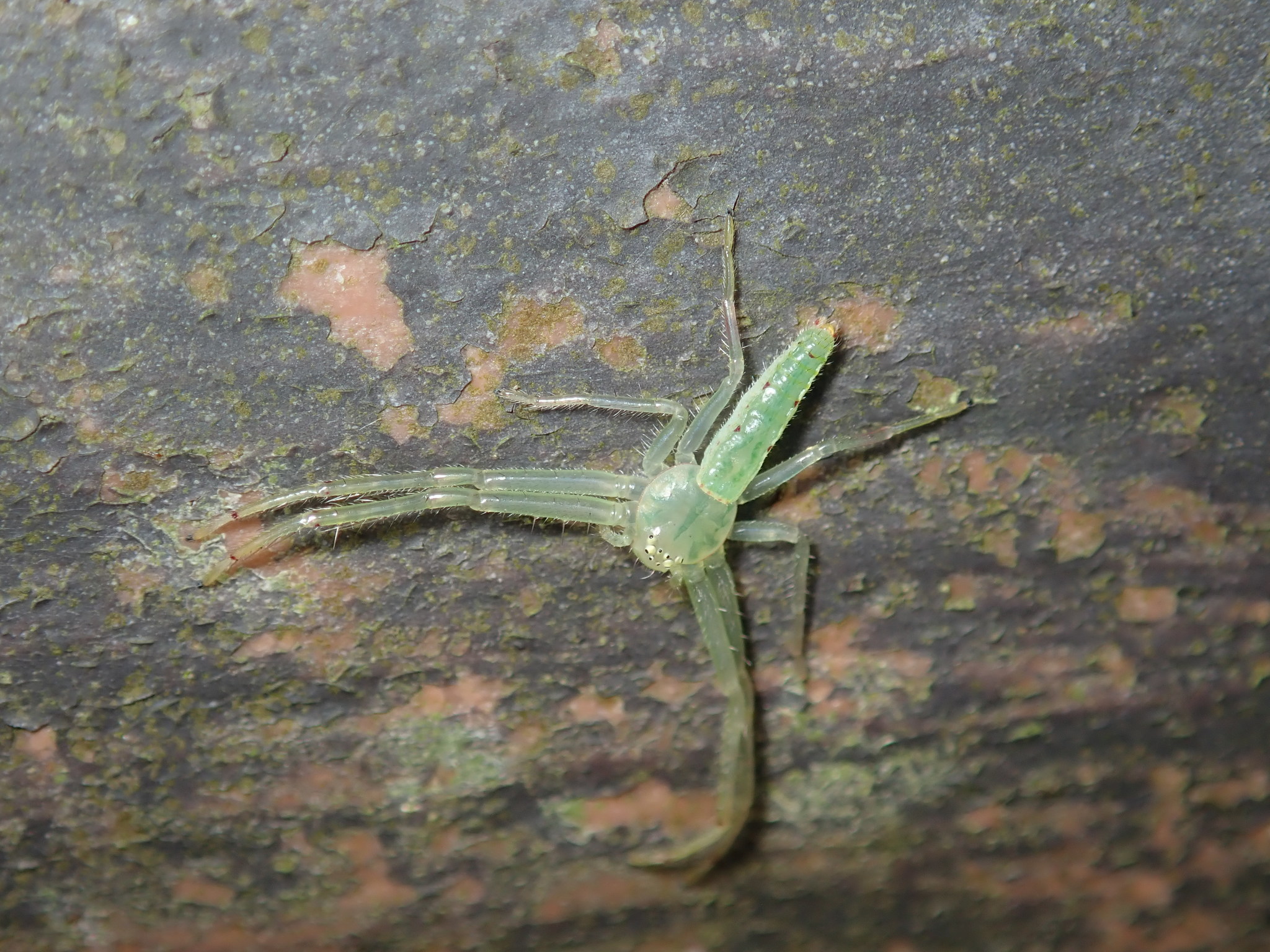 Oxytate hoshizuna Ono, 1978