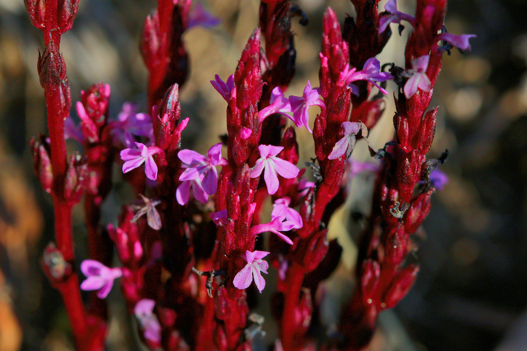 Striga (Invasive/Noxious Plants) · iNaturalist