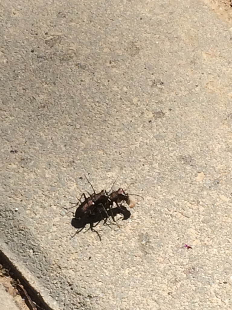 Cliff Tiger Beetle from Tselinogradskiy, KZ-AM, KZ on June 23, 2020 at ...