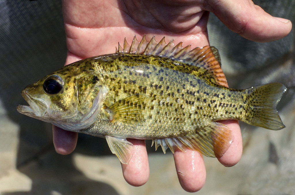 Ozark Bass (Wildlife of the United States - Fish Pt.2) · iNaturalist