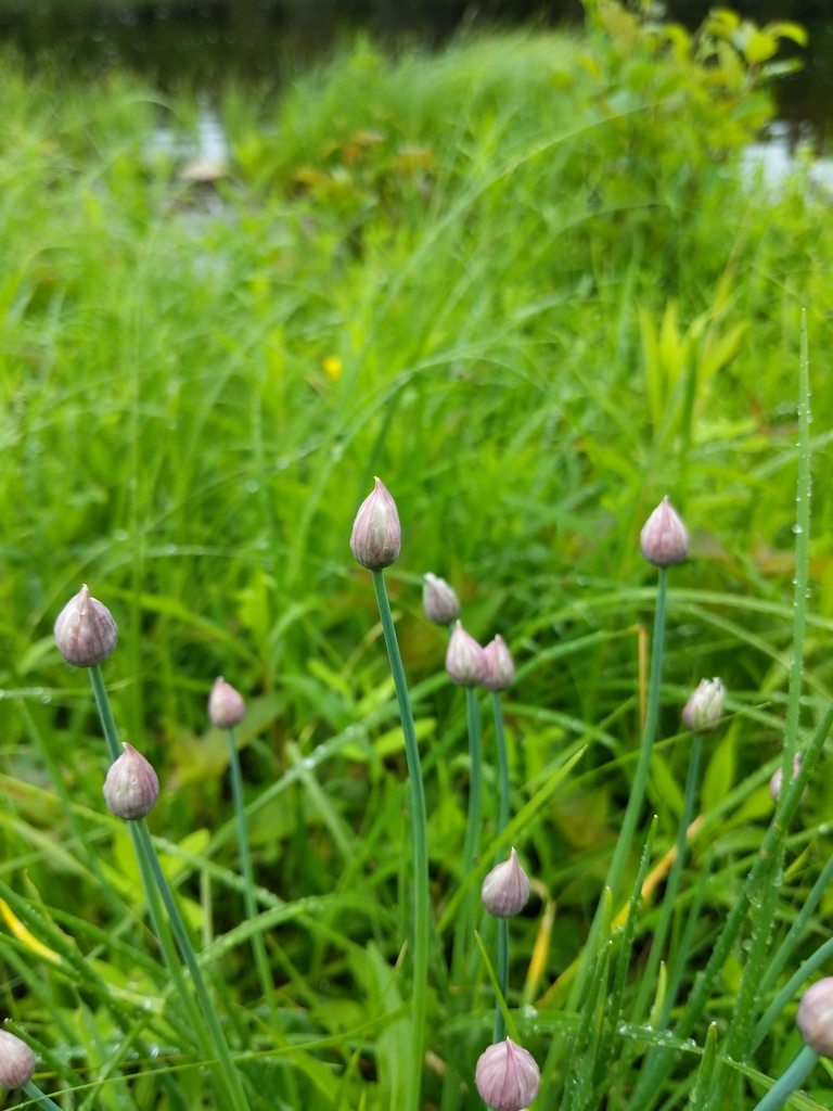 Giant Chives in June 2020 by Alex Graeff · iNaturalist