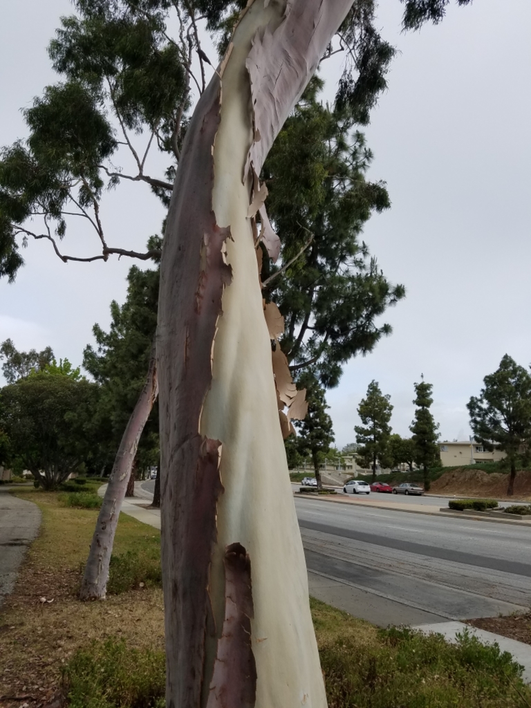 Blue gum, Tasmanian blue gum, Southern blue gum (Honey bee plants of ...