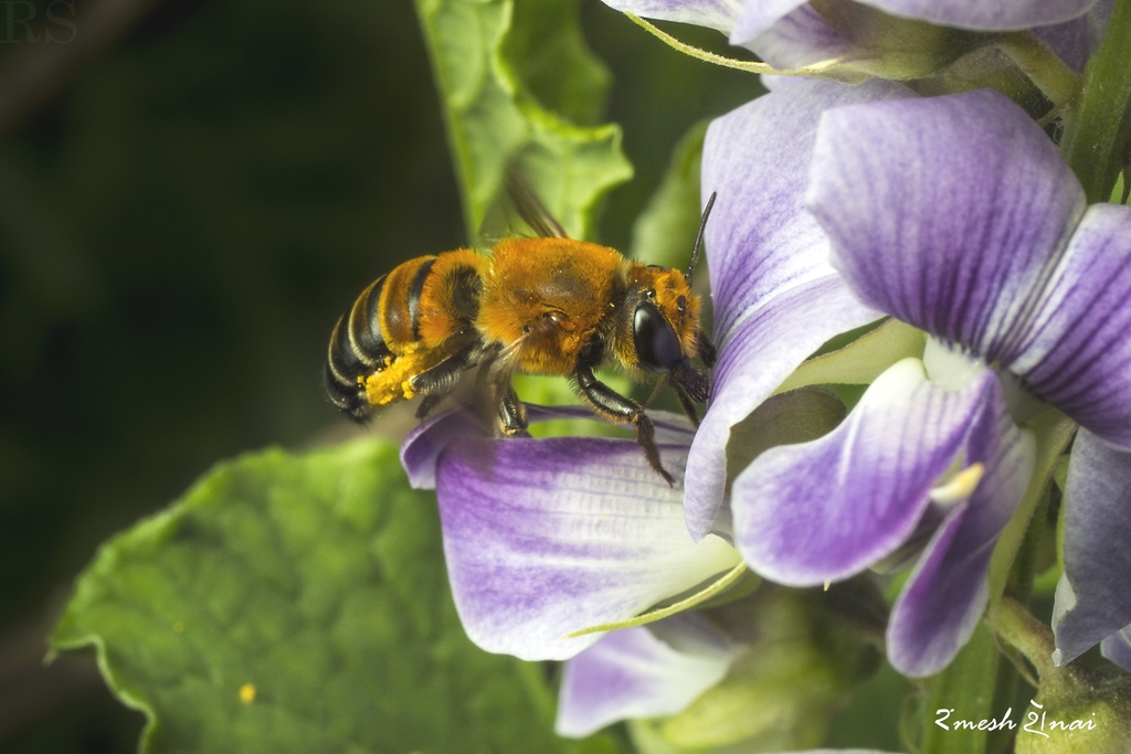 Woolly Wall Bee from Sandor, Maharashtra, India on August 24, 2016 at ...