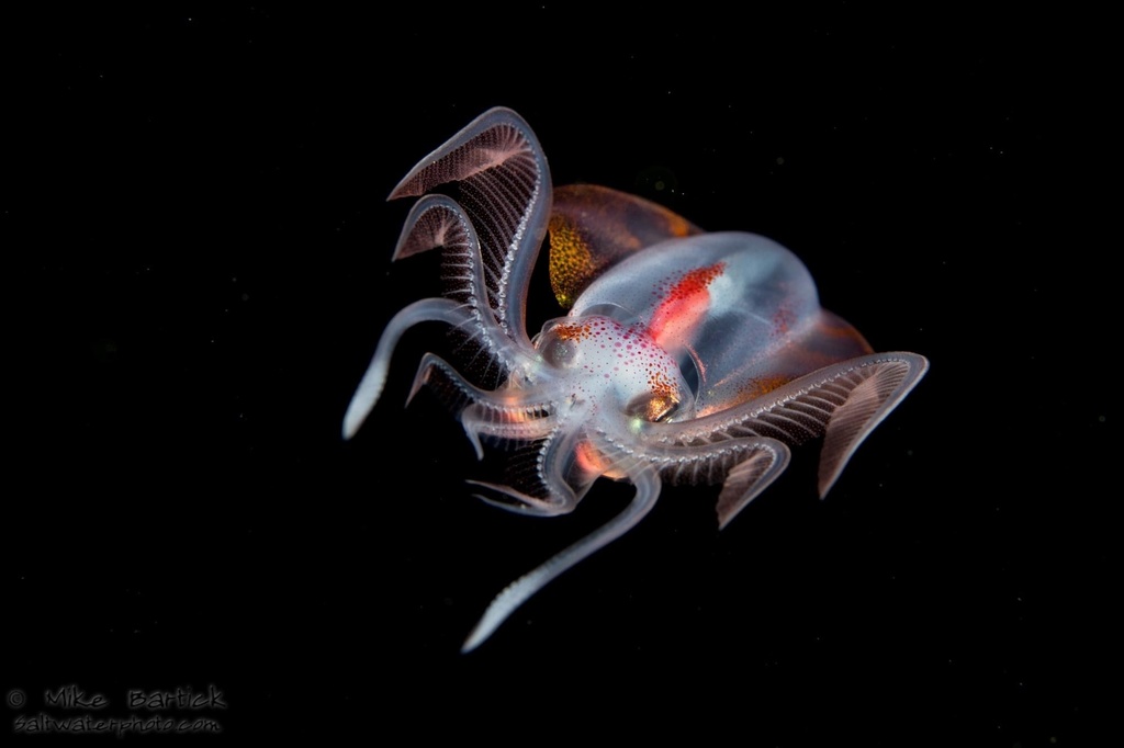 Diamondback Squid (Cephalopods of the United States) · iNaturalist