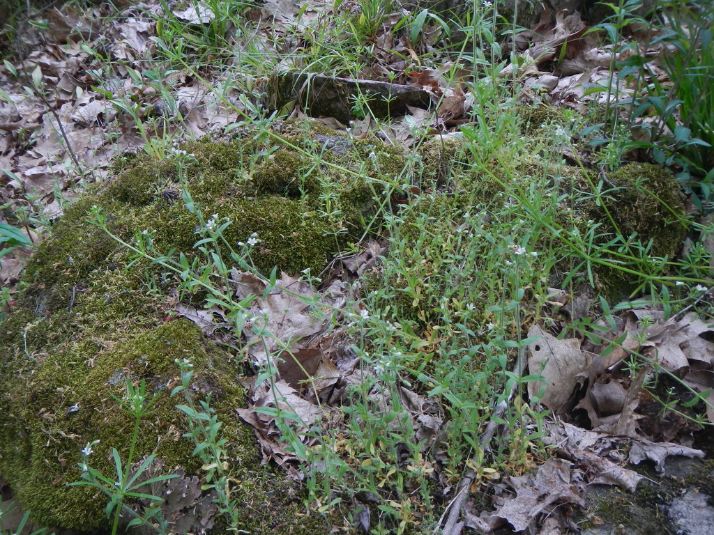 nodding chickweed from Kingston, ON, Canada on May 21, 2017 at 12:39 PM ...