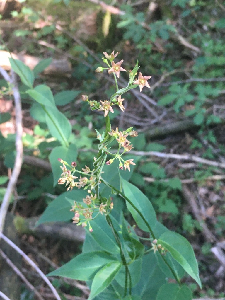 European swallow-wort from Georgia Shore Rd, Saint Albans, VT, US on ...