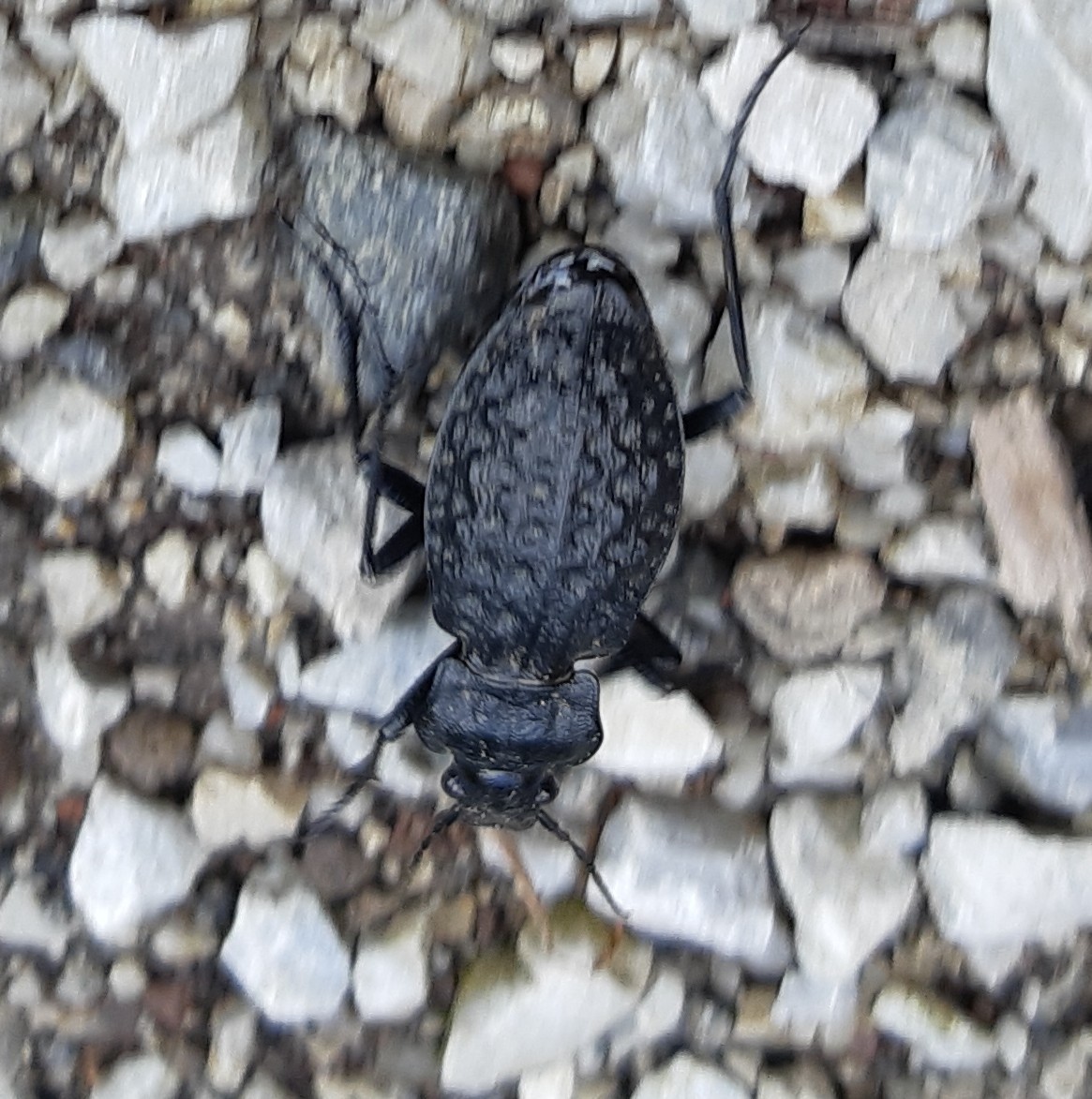 Carabus variolosus Fabricius, 1787