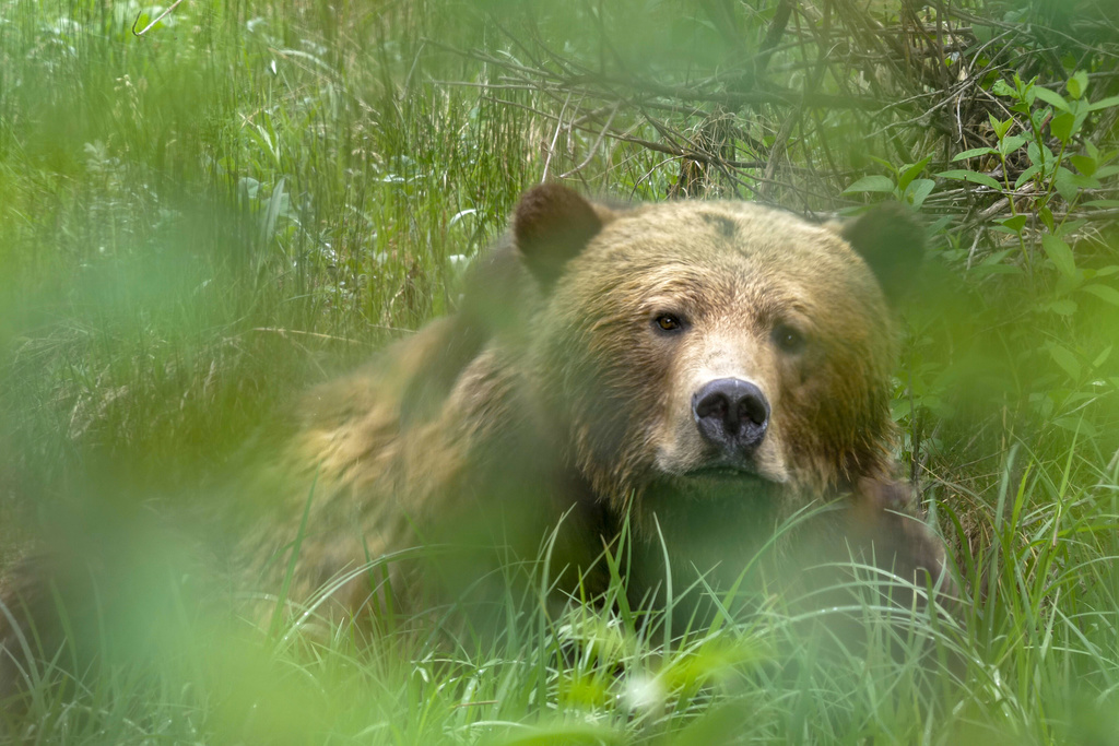 Brown Bear in May 2020 by grantcallegari · iNaturalist