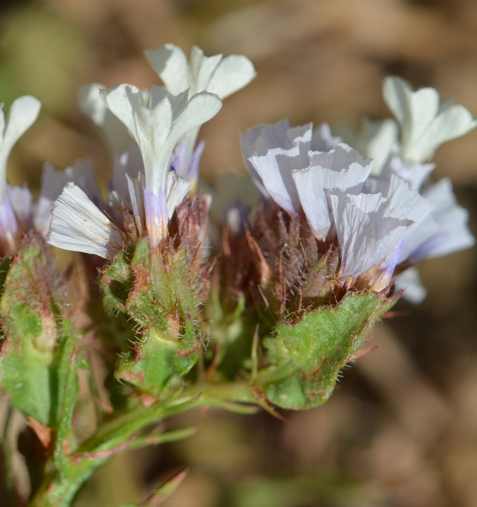 Sea-Lavenders (Plumbaginaceae (Plumbago) of the Pacific Northwest ...