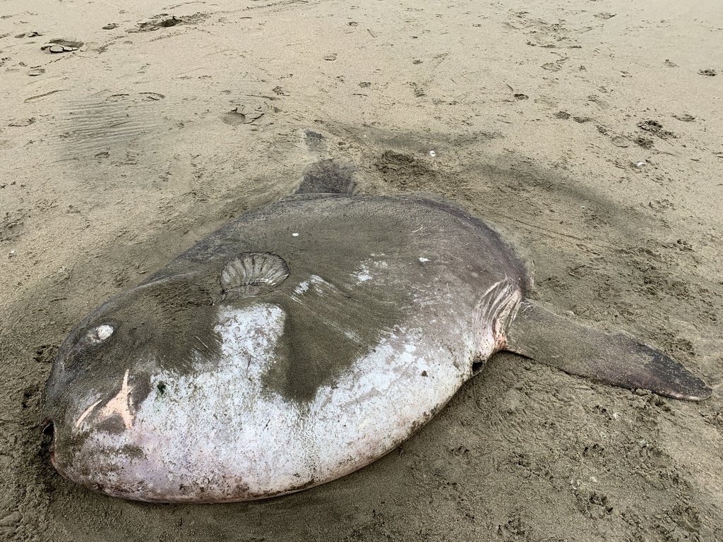 Hoodwinker Mola (Mola tecta) - Marine Life Identification