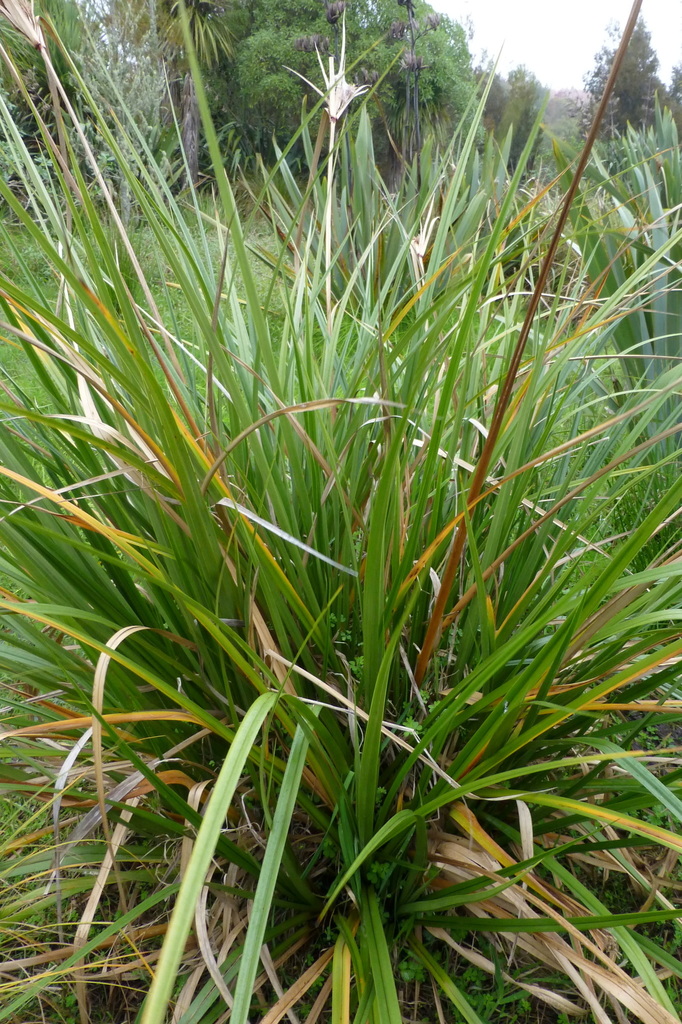 Giant Umbrella Sedge from Manukau, NZ-AU, NZ on May 18, 2017 at 02:29 ...