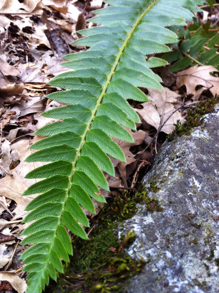 Narrowleaf sword fern (WNPS Study Weekend 2022 Ellensburg) · iNaturalist