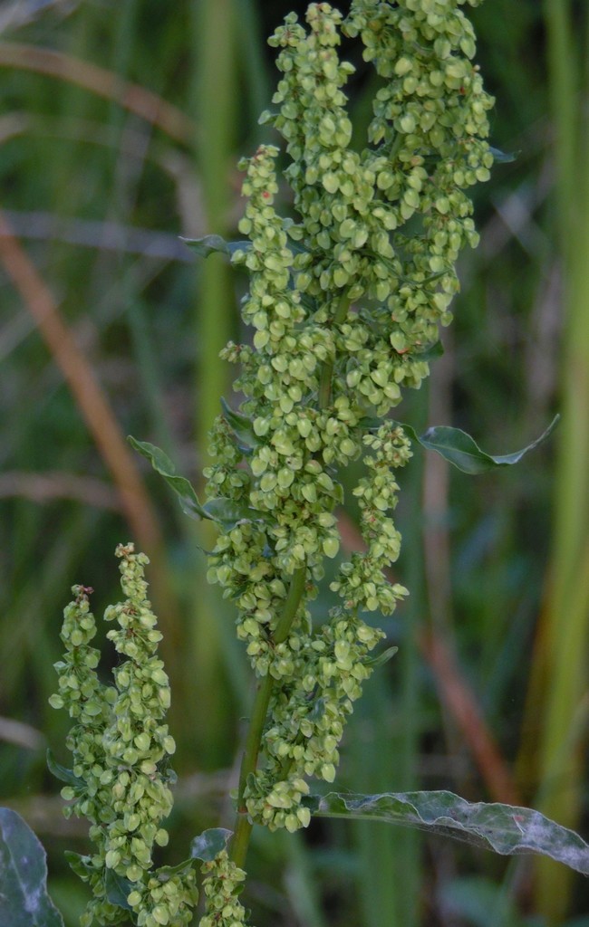 Rumex crispus fauriei (Plants of Lake Arrowhead State Park, TX ...