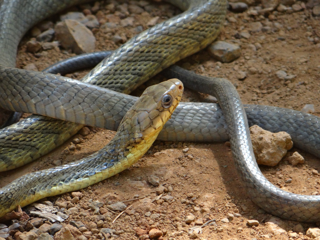 Amazon Puffing Snake from Brownsweg, Suriname on November 13, 2012 at ...