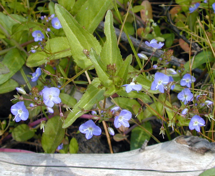 American brooklime (Plants of Arkansas Headwaters Recreation Area ...