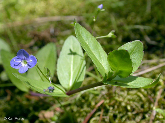 American brooklime (Plants of Cherry Creek State Park) · iNaturalist