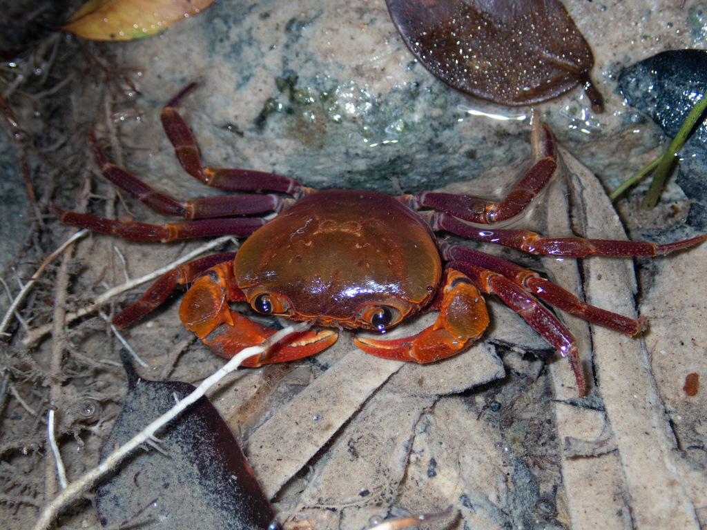 Hong Kong South Sea Crab in May 2020 by Colin Chiu · iNaturalist