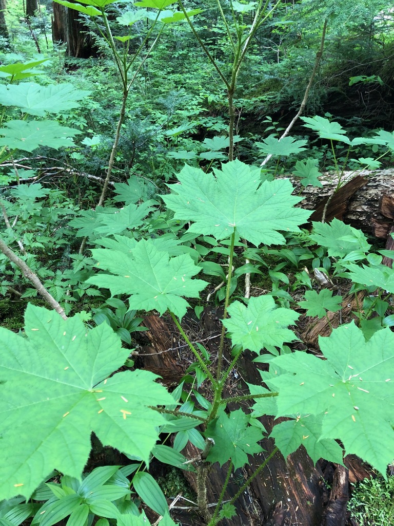 Devil's Club from Strathcona, BC, Canada on June 21, 2020 at 04:11 PM ...
