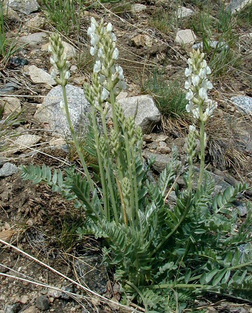 White Point-vetch (Denver-Boulder Metro Area: Yellow, White and Green ...